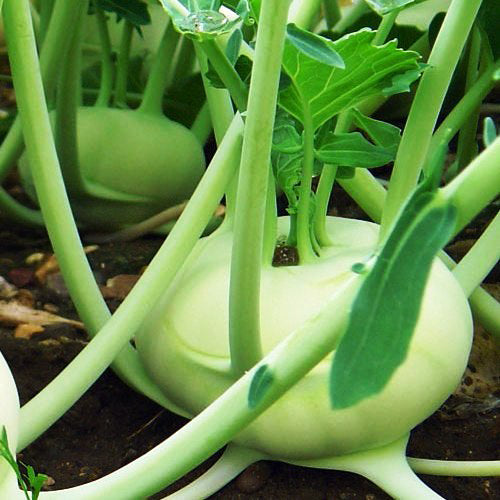 Early White Vienna Kohlrabi - Organic – Jardins de l'écoumène