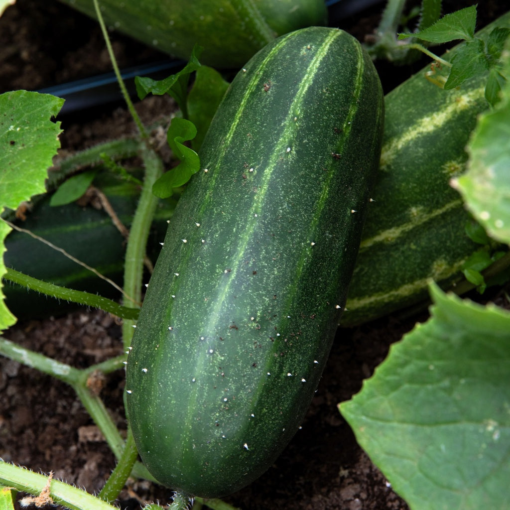 Concombre Spacemaster - Bio – Jardins de l'écoumène