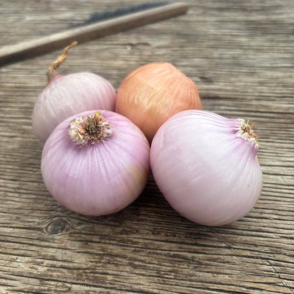Oignon Rose de Roscoff Keravel - Bio – Jardins de l'écoumène