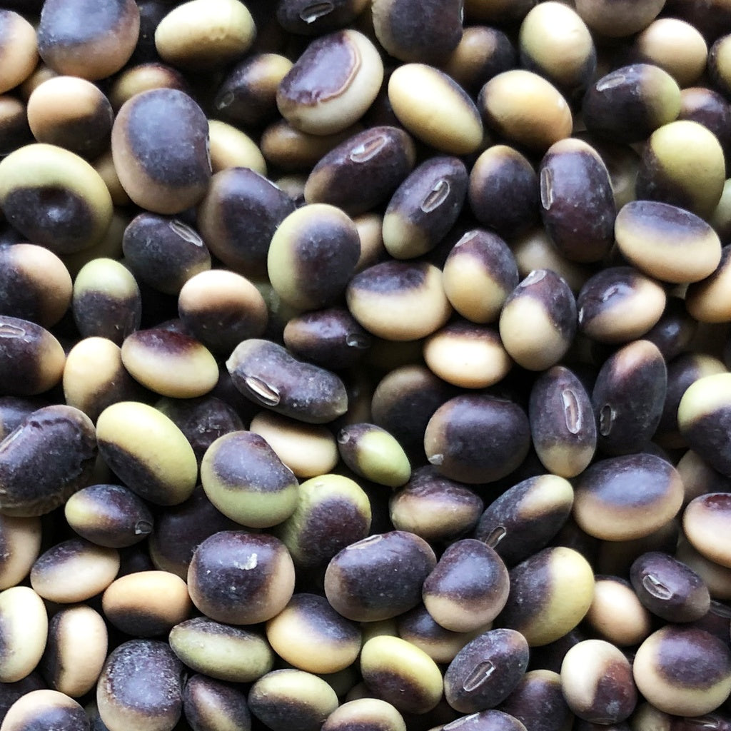 Soja edamame Agate - Bio – Jardins de l'écoumène