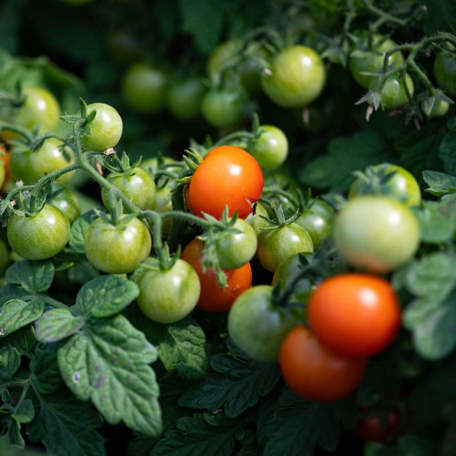 Tomate cerise Red Robin - Bio – Jardins de l'écoumène