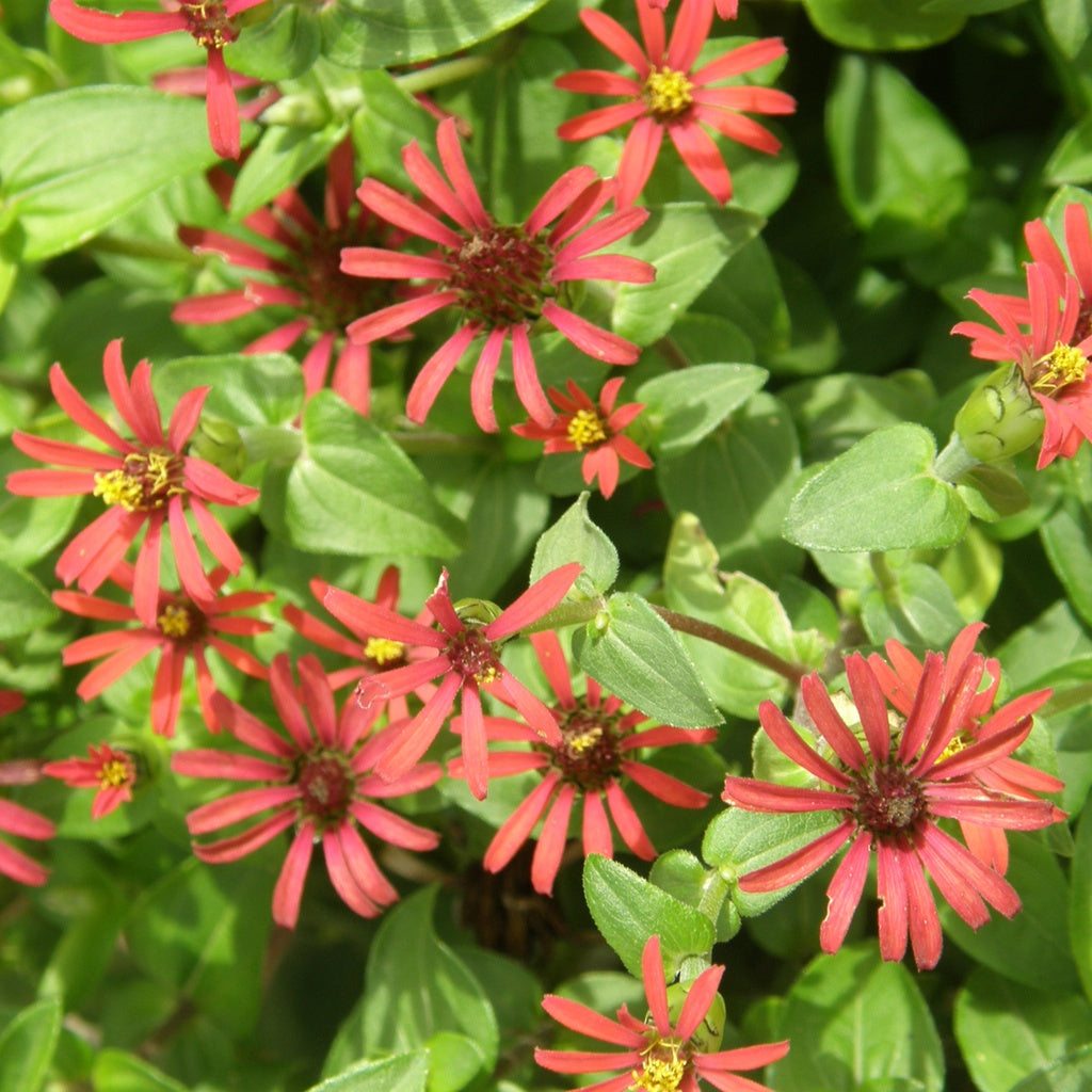 Zinnia Red Spider - Organic – Jardins de l'écoumène